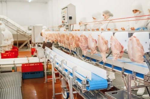 Kode KBLI: 10120 Kegiatan Rumah Potong dan Pengepakan Daging Unggas ...